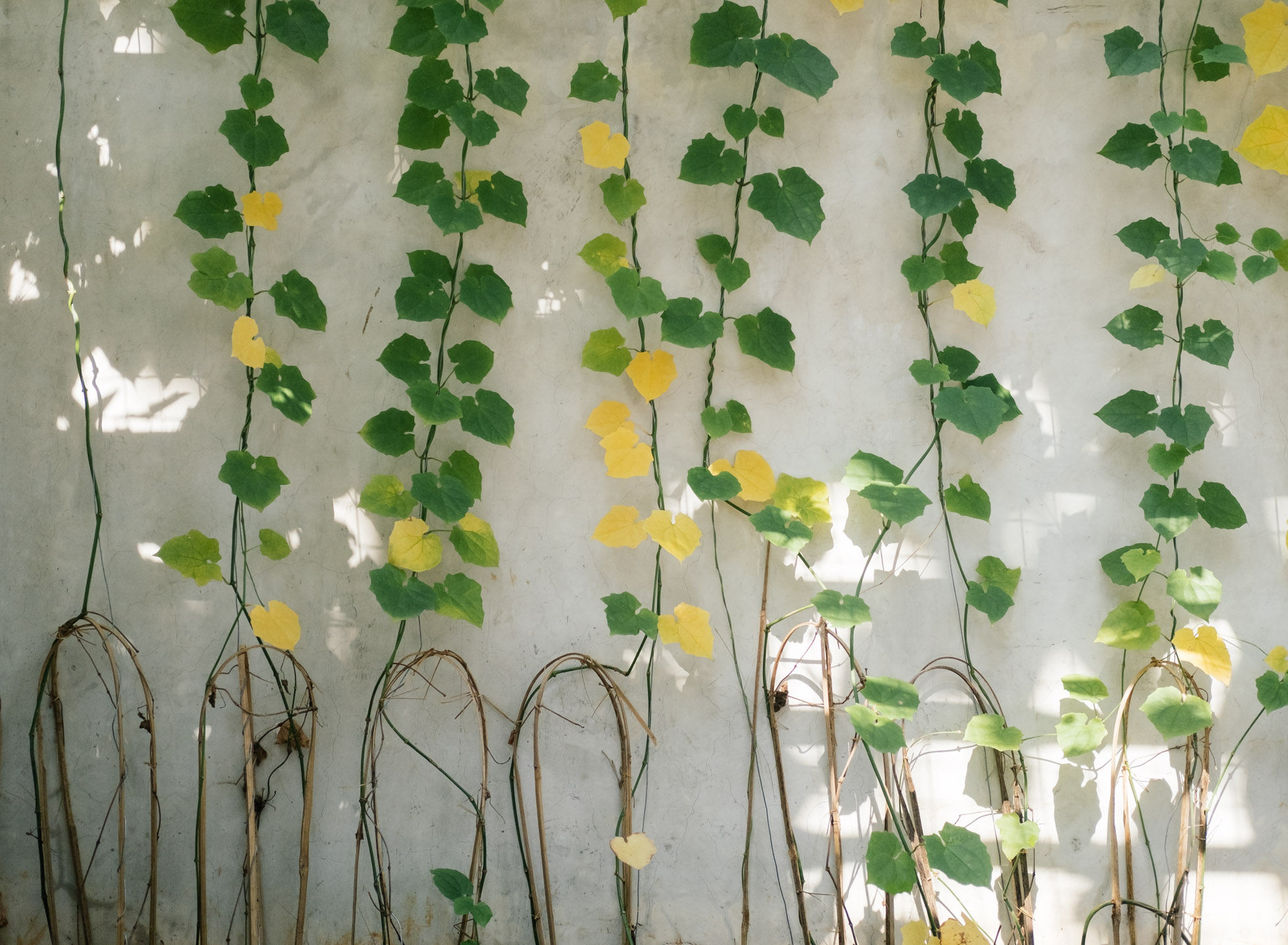 Dopa Coffee Studio - Manual Jakarta