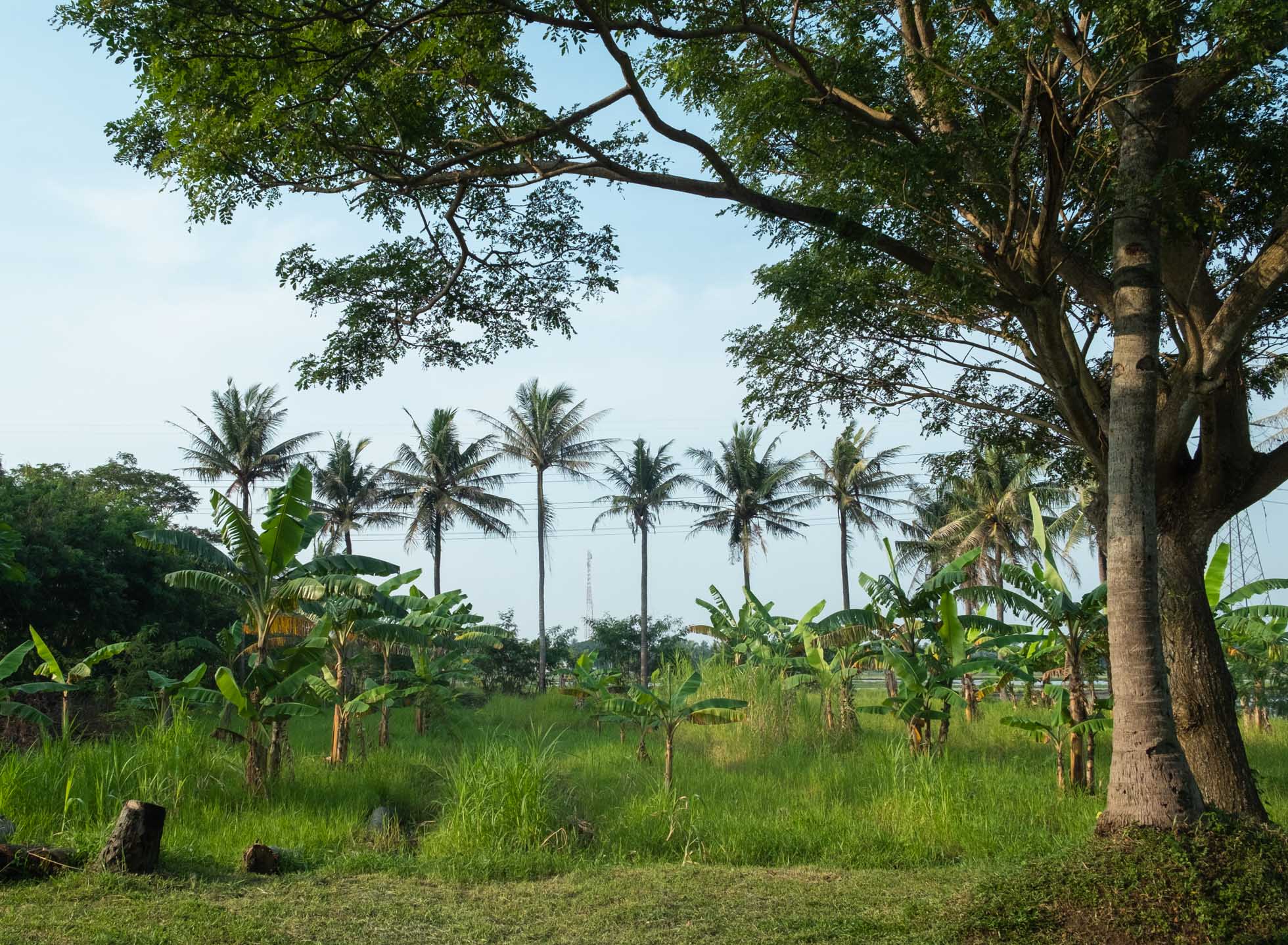 Manual Excursion: Padi-Padi - Manual Jakarta