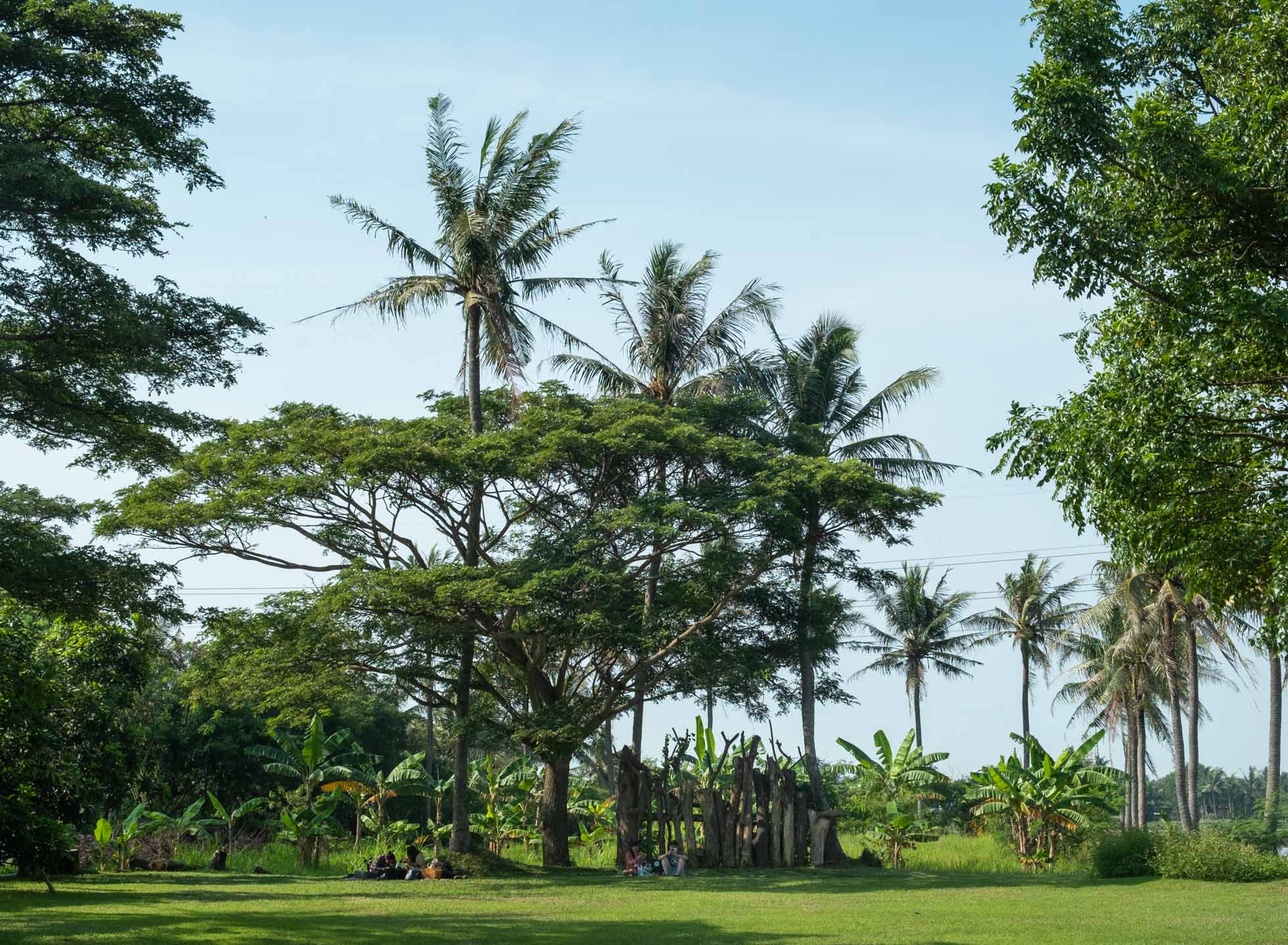 Manual Excursion: Padi-Padi - Manual Jakarta