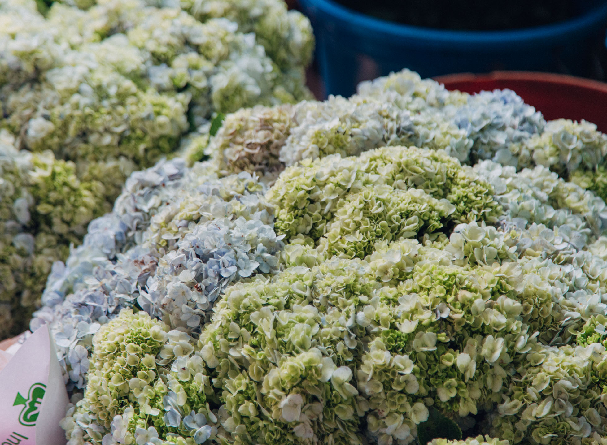 Rawa Belong: The Flower Market That Never Sleeps - Manual Jakarta